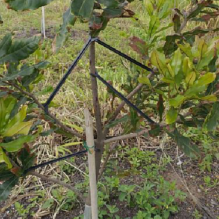 Tree Spreaders - Harvest Horticulture